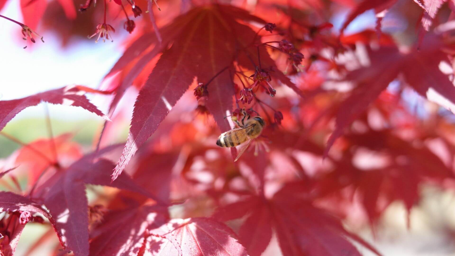 January Buzz and Bloom: Maple Trees and Western Honeybees