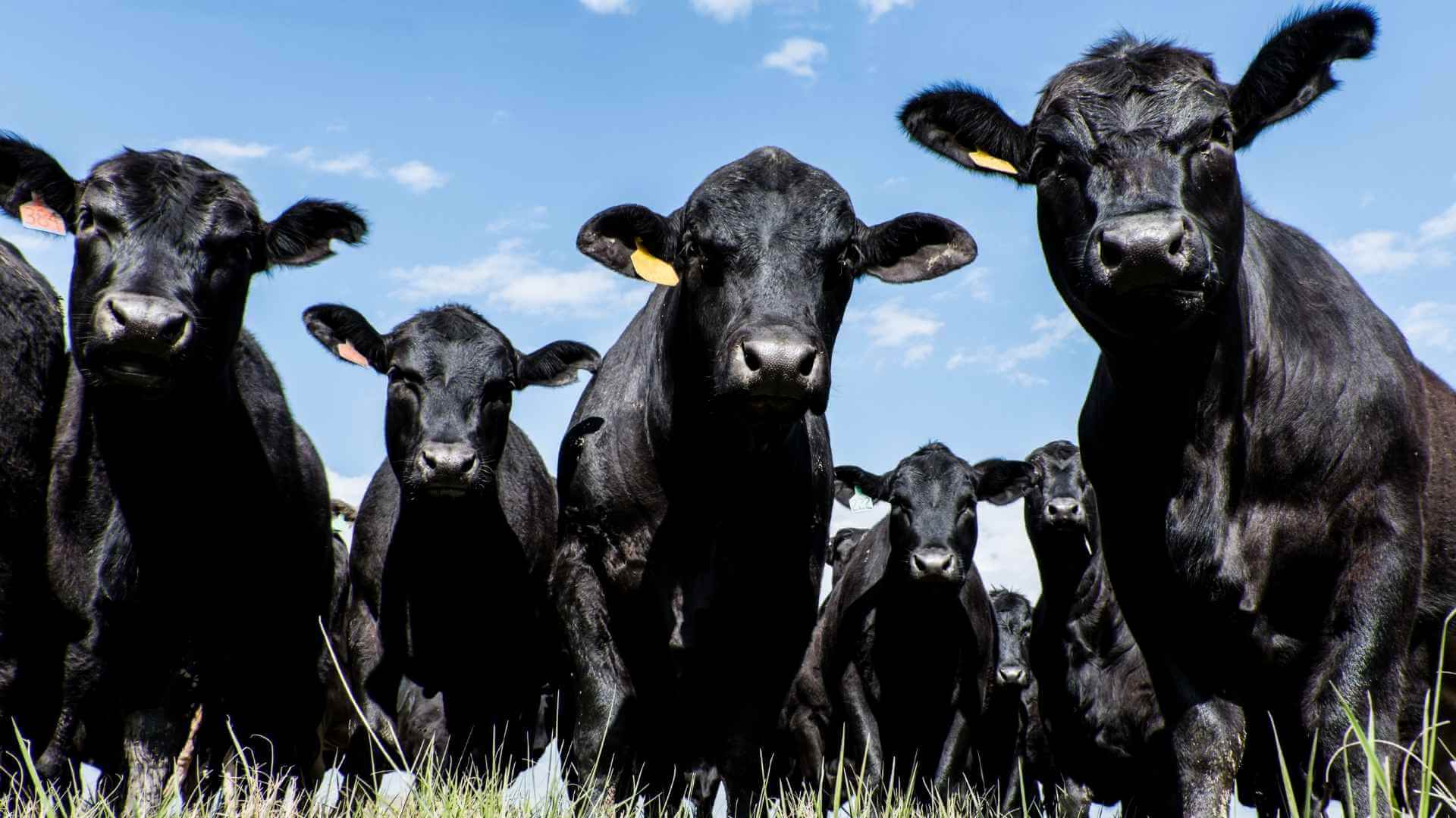 The History of Florida Cattle - Green Jean Foundation