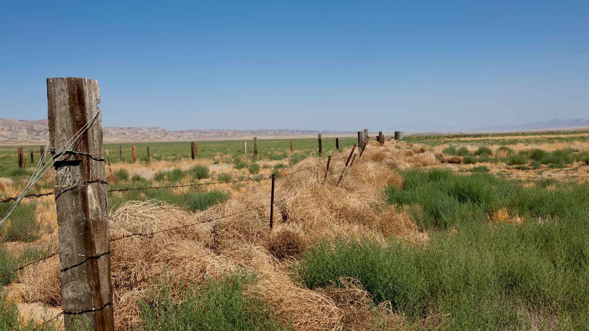 Tumbleweeds: The Western Icon with a Thorny Side