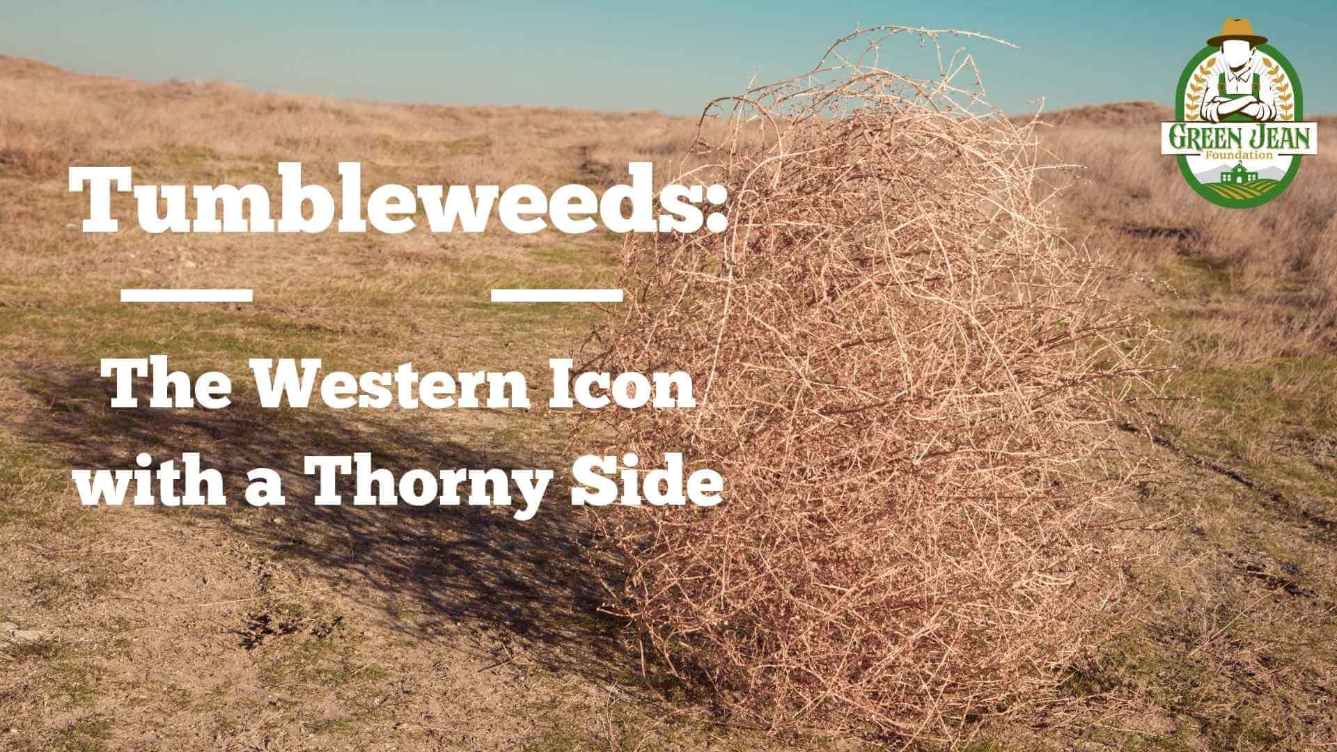 Tumbleweeds: The Western Icon with a Thorny Side