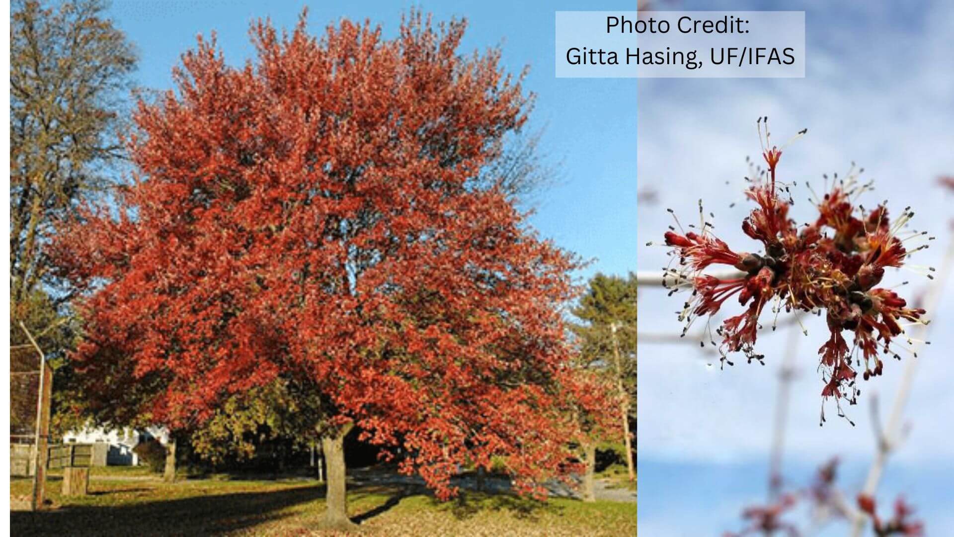 Red Maples: A Common and Beautiful Tree in Eastern North America ...